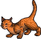 Acornpaw | Moonclan&Sunclan Wiki | Fandom