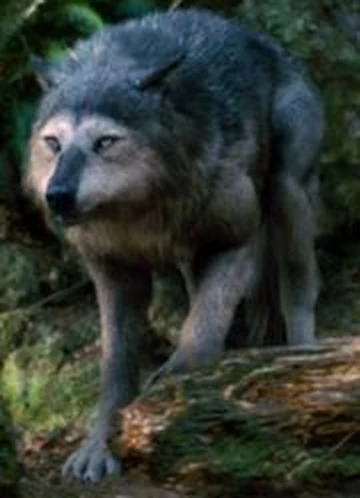 Twilight Wolf Pack Embry