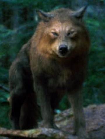 Embry Call Wolf Form