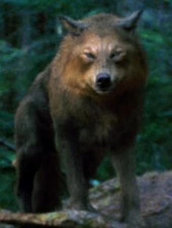 Quil Ateara V | Moon Shadows Wikia | Fandom