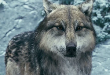 seth twilight wolf form