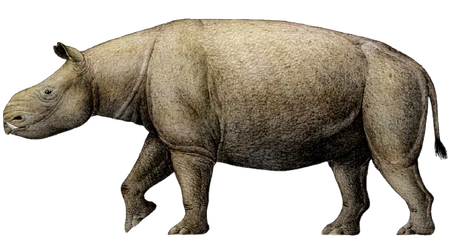 Plesiaceratherium | More Dinosaurs! Wiki | Fandom