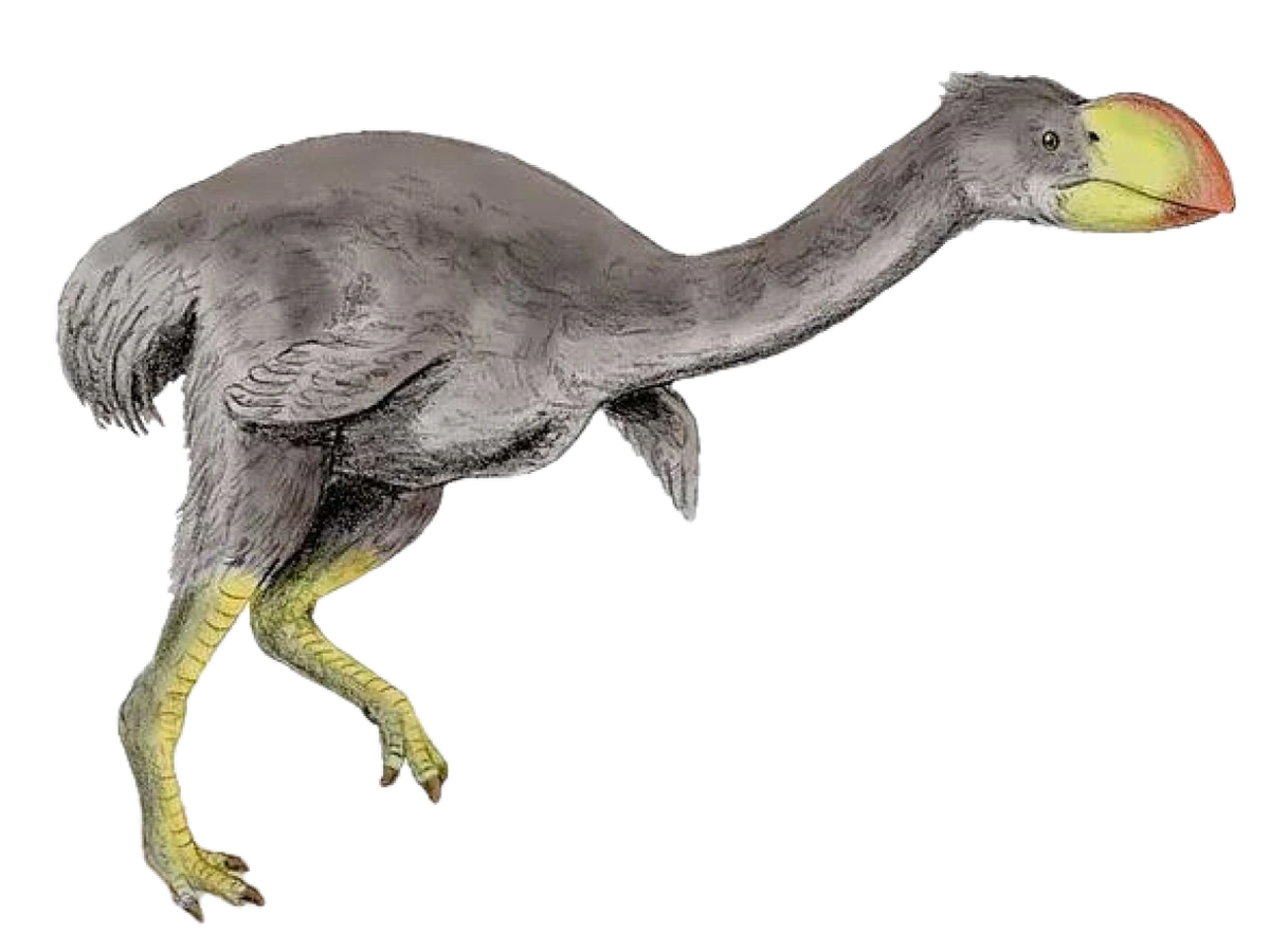 Dromornis | More Dinosaurs! Wiki | Fandom