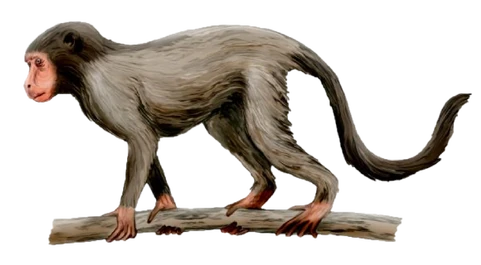 Aegyptopithecus | More Dinosaurs! Wiki | Fandom