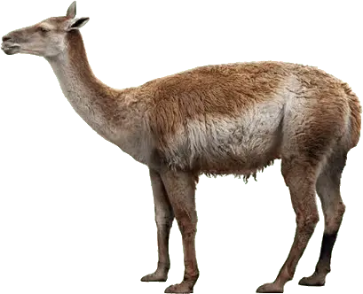 Hemiauchenia | More Dinosaurs! Wiki | Fandom