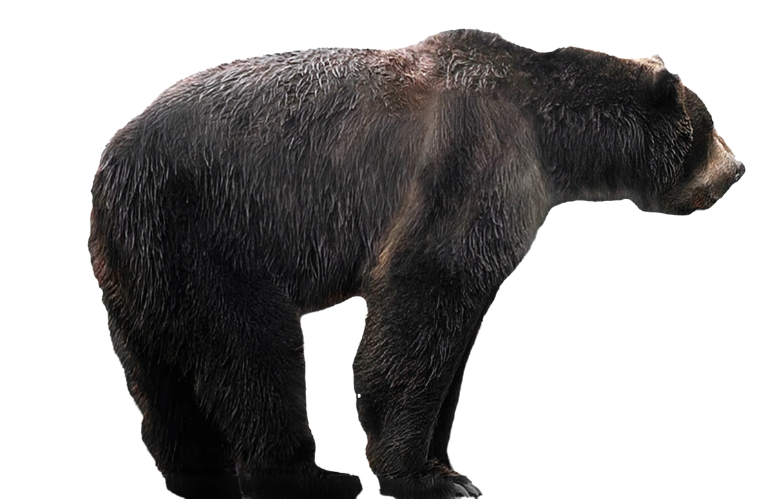 Arctodus | More Dinosaurs! Wiki | Fandom