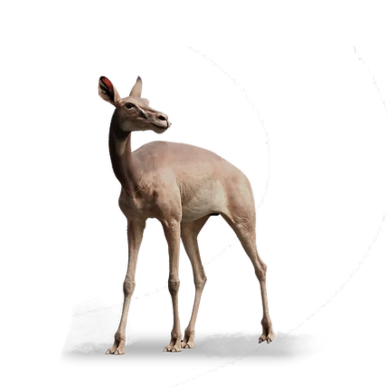 Stenomylus | More Dinosaurs! Wiki | Fandom