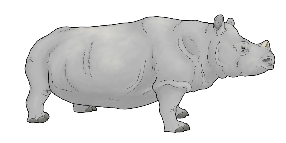 Teleoceras | More Dinosaurs! Wiki | Fandom