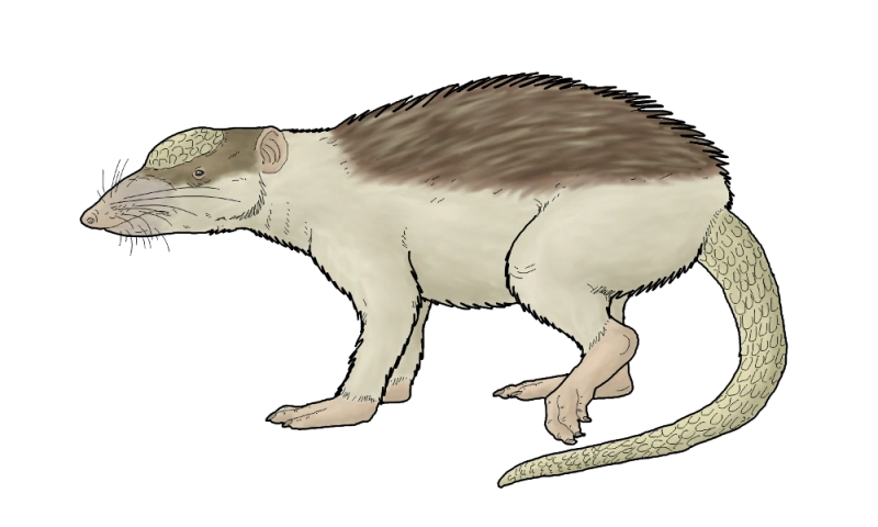 Pholidocercus | More Dinosaurs! Wiki | Fandom