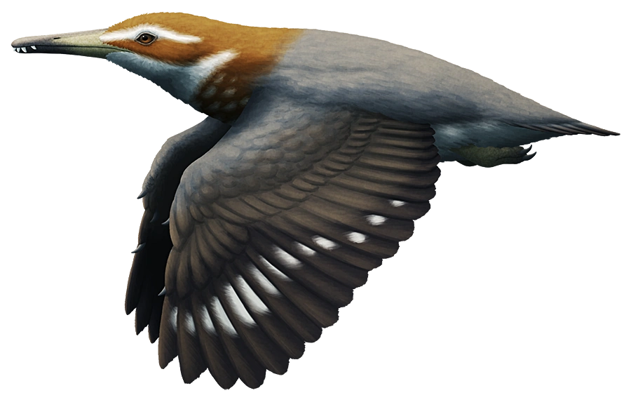 Longipteryx | More Dinosaurs! Wiki | Fandom