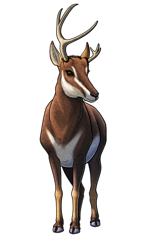 Ramoceros | More Dinosaurs! Wiki | Fandom