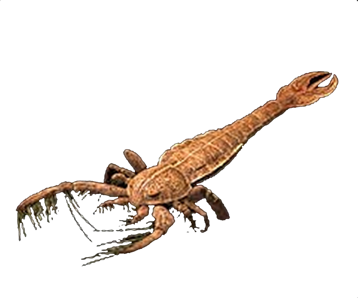 Jaekelopterus | More Dinosaurs! Wiki | Fandom