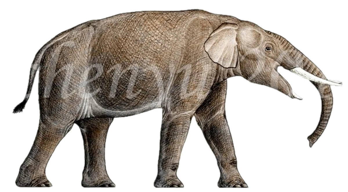 Stegolophodon | More Dinosaurs! Wiki | Fandom