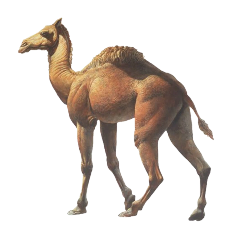 Syrian Camel | More Dinosaurs! Wiki | Fandom