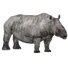 Toxodon | More Dinosaurs! Wiki | Fandom