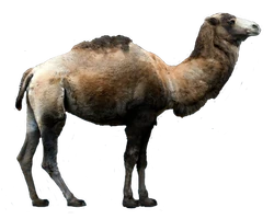 Megacamelus | More Dinosaurs! Wiki | Fandom