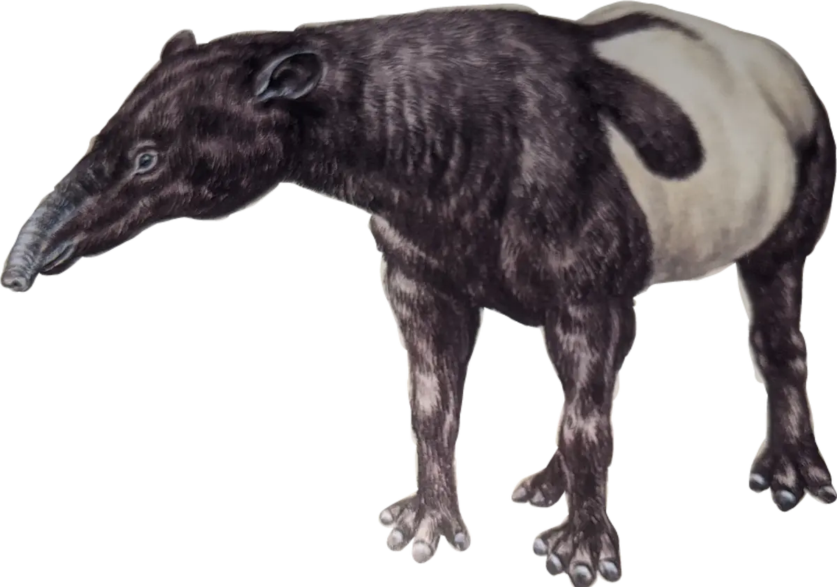 Miotapirus | More Dinosaurs! Wiki | Fandom