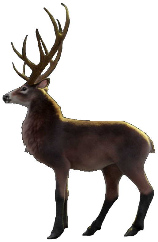 Antifer | More Dinosaurs! Wiki | Fandom