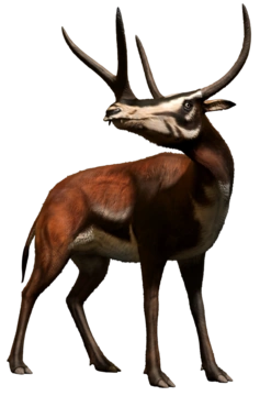 Kyptoceras | More Dinosaurs! Wiki | Fandom