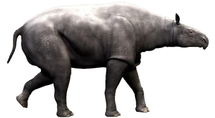 Baluchitherium | More Dinosaurs! Wiki | Fandom