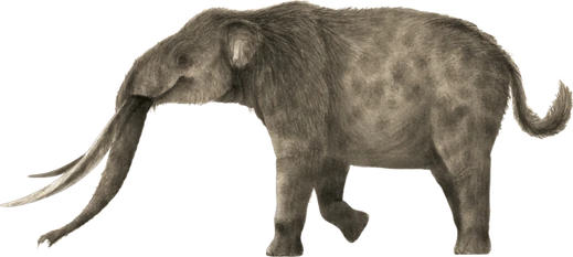 Cuvieronius Hyodon | More Dinosaurs! Wiki | Fandom