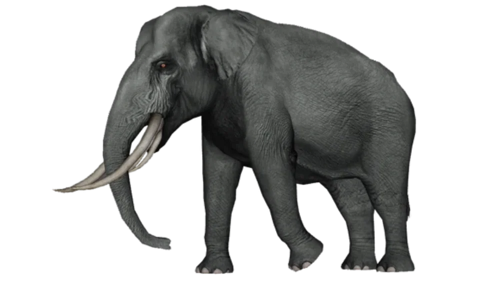 Konobelodon | More Dinosaurs! Wiki | Fandom
