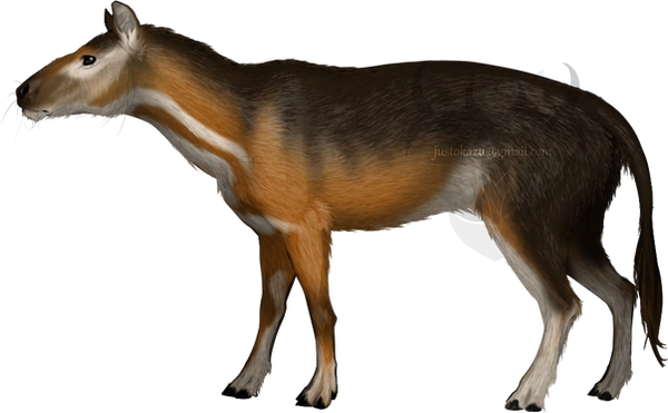 Orohippus | More Dinosaurs! Wiki | Fandom