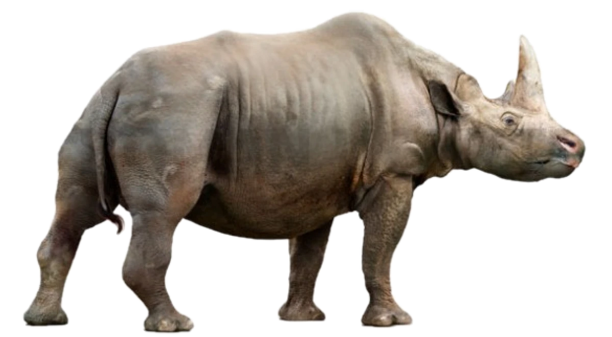 Sinotherium | More Dinosaurs! Wiki | Fandom