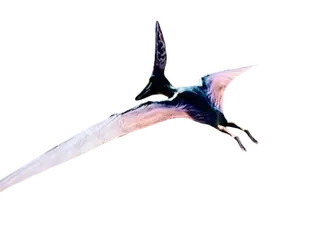 Barbaridactylus | More Dinosaurs! Wiki | Fandom