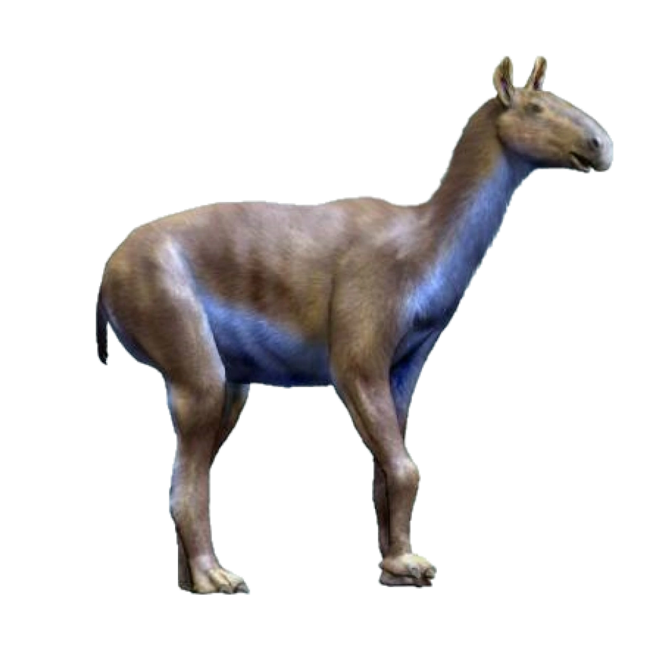 Xenorhinotherium | More Dinosaurs! Wiki | Fandom