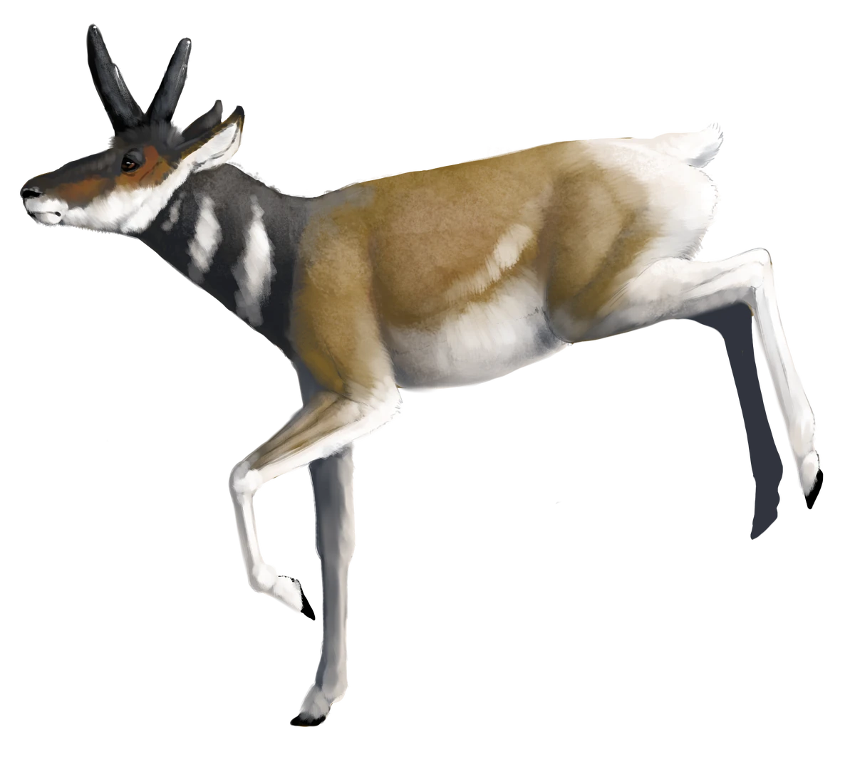 Stockoceros | More Dinosaurs! Wiki | Fandom