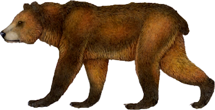 Atlas Bear | More Dinosaurs! Wiki | Fandom