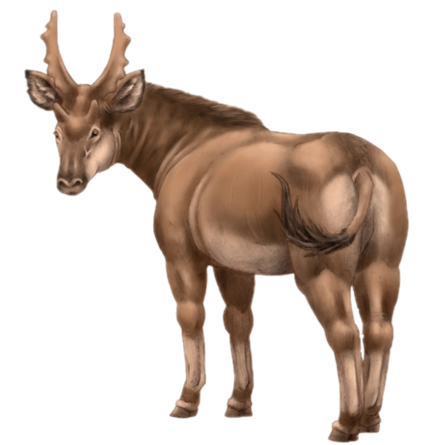 Decennatherium | More Dinosaurs! Wiki | Fandom