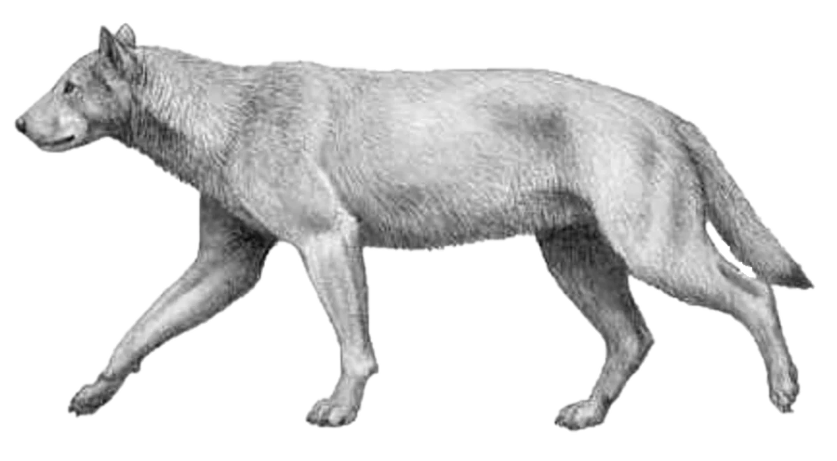 Aelurodon | More Dinosaurs! Wiki | Fandom