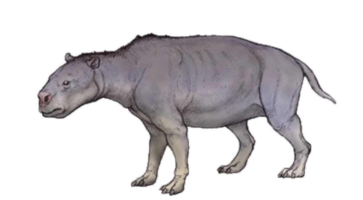 Rhynchippus | More Dinosaurs! Wiki | Fandom