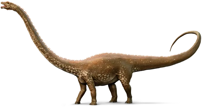 Diplodocus | More Dinosaurs! Wiki | Fandom