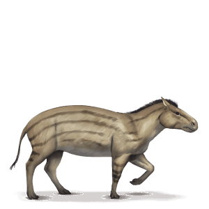 Eohippus | More Dinosaurs! Wiki | Fandom