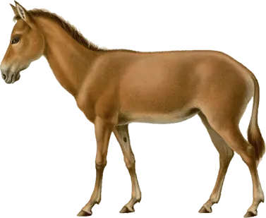 Syrian Wild Ass | More Dinosaurs! Wiki | Fandom