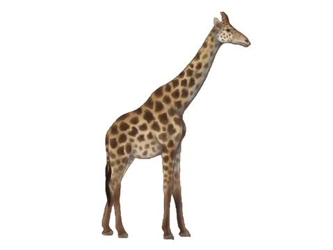 Bohlinia | More Dinosaurs! Wiki | Fandom
