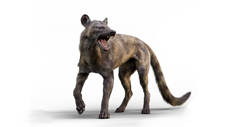 Daphoenodon | More Dinosaurs! Wiki | Fandom