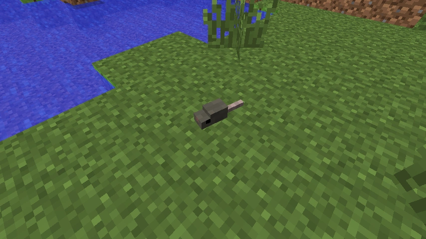 Mouse | Animals Plus Wiki | Fandom