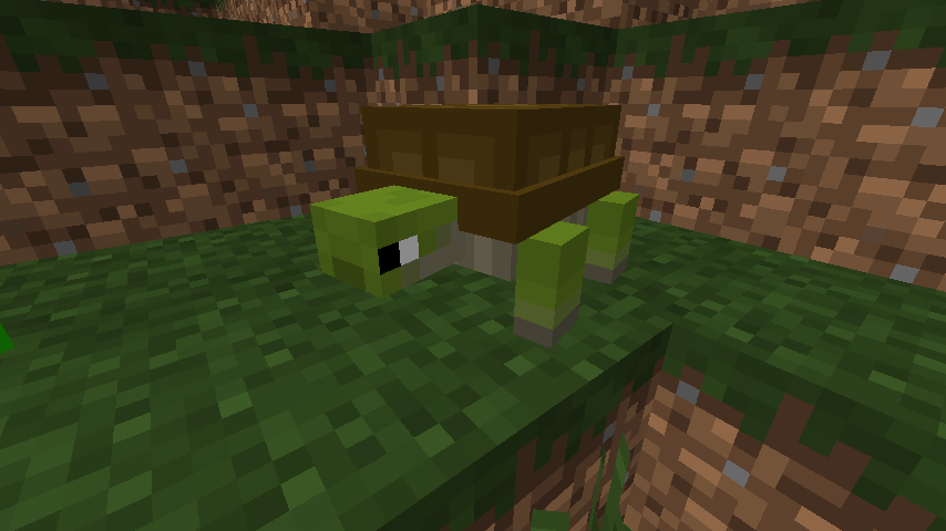 Tortoise | Animals Plus Wiki | Fandom