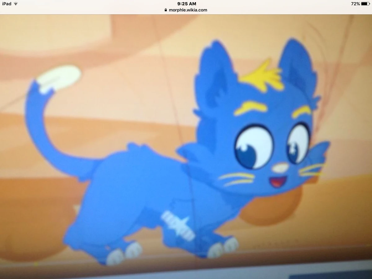 Cat | Morphle Wikia | Fandom