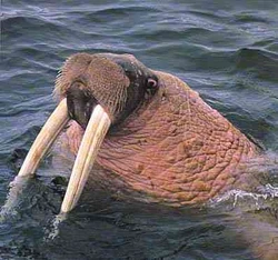 La Morsa | Morsapedia Wiki | Fandom