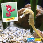 Stanley | Moshi Monsters Wiki | Fandom