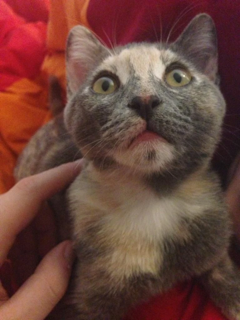 Desperado "Despy" Plott | Mostly Walking Wiki | Fandom