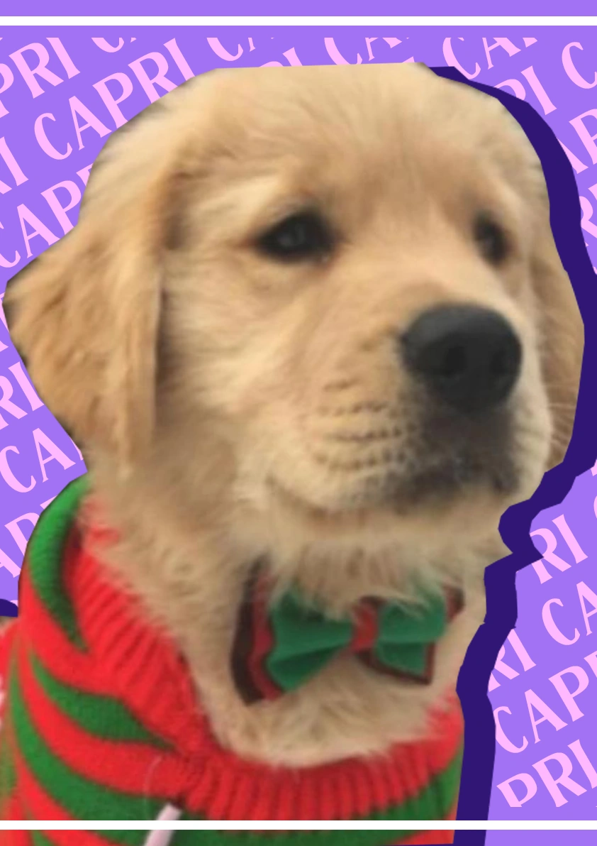 Skiwi | Motionvivor Wiki | Fandom