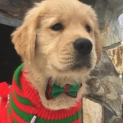 Skiwi | Motionvivor Wiki | Fandom