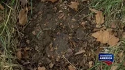 Death Cat of Cherokee County | Mountain monsters aims Wikia | Fandom