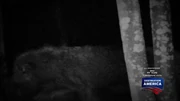 Death Cat of Cherokee County | Mountain monsters aims Wikia | Fandom